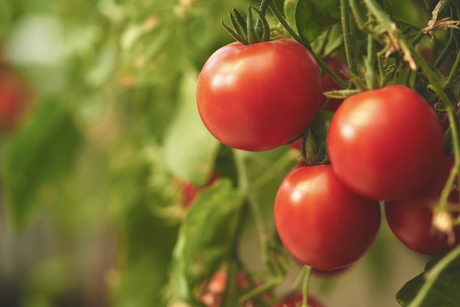 Matina tomato: growing the bright red variety - Plantura