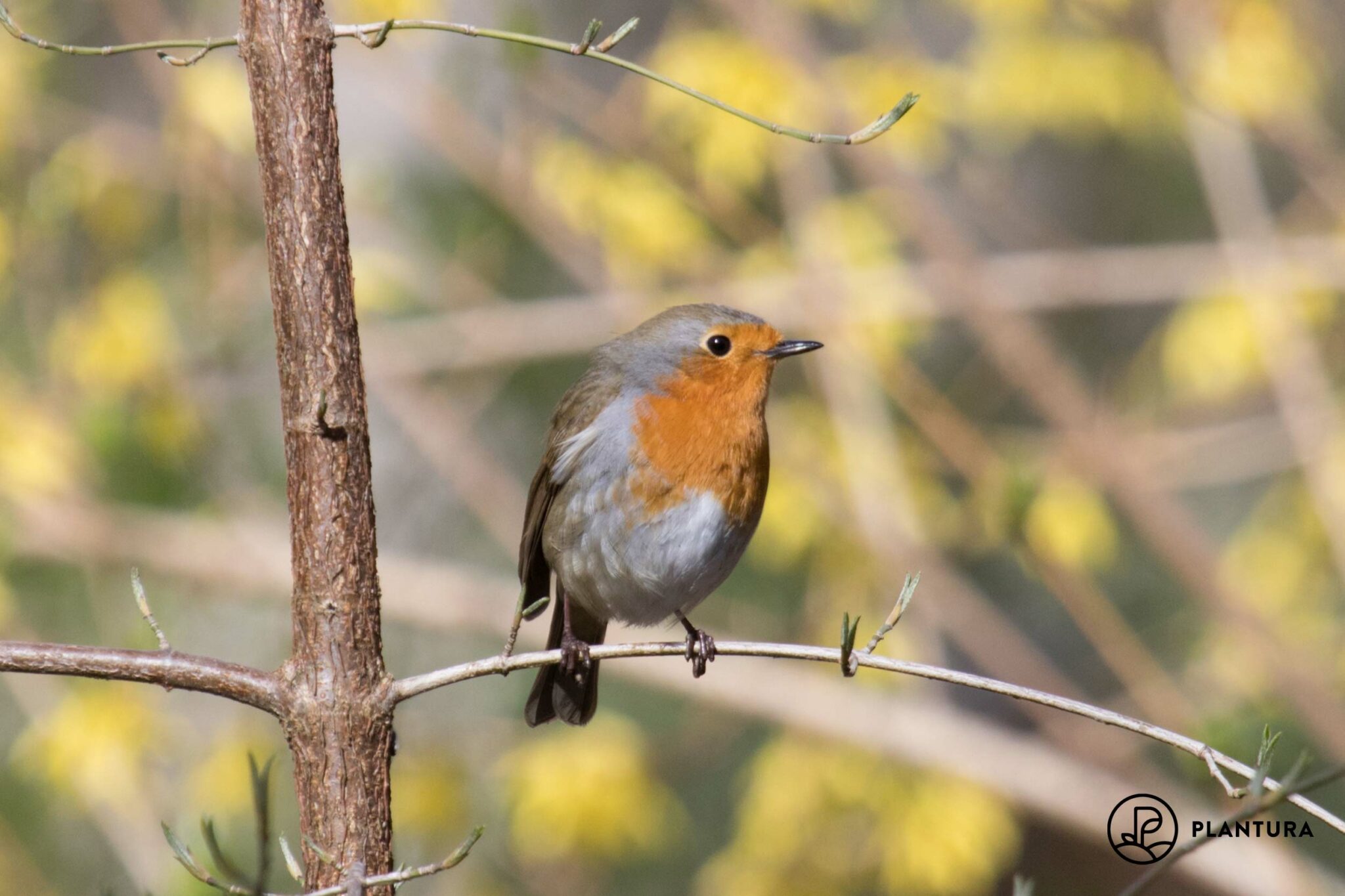 Robin: nest, song & habitat - Plantura