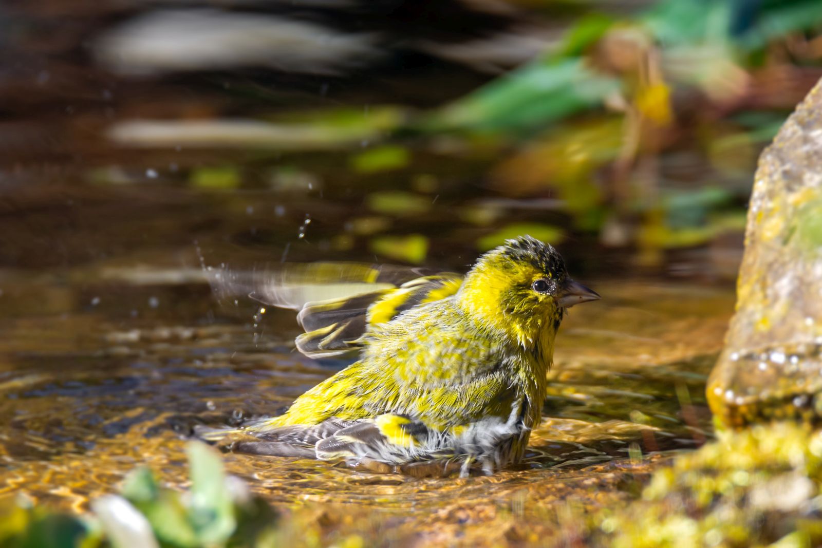 Siskin: song, breeding season & food - Plantura