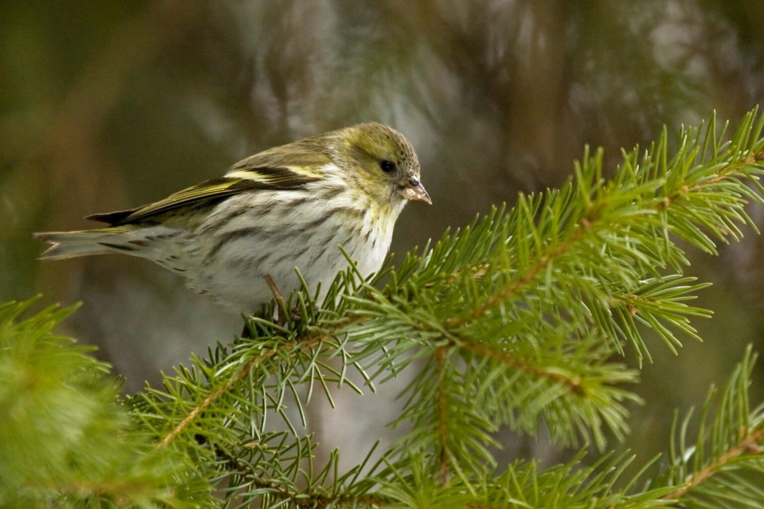 Siskin: song, breeding season & food - Plantura