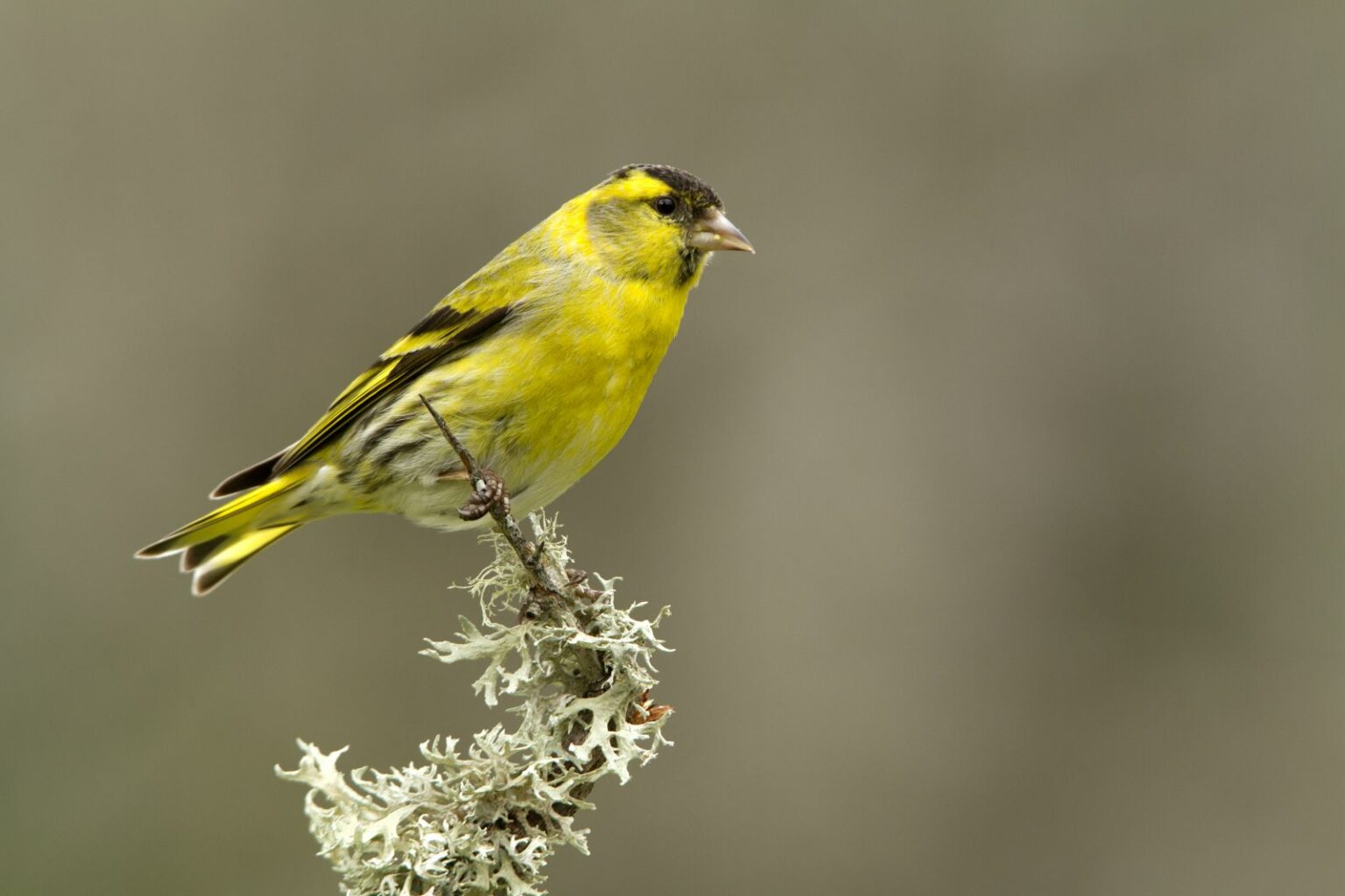 Siskin: song, breeding season & food - Plantura