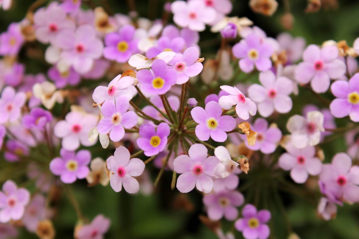 The 20 most beautiful ground cover plants - Plantura