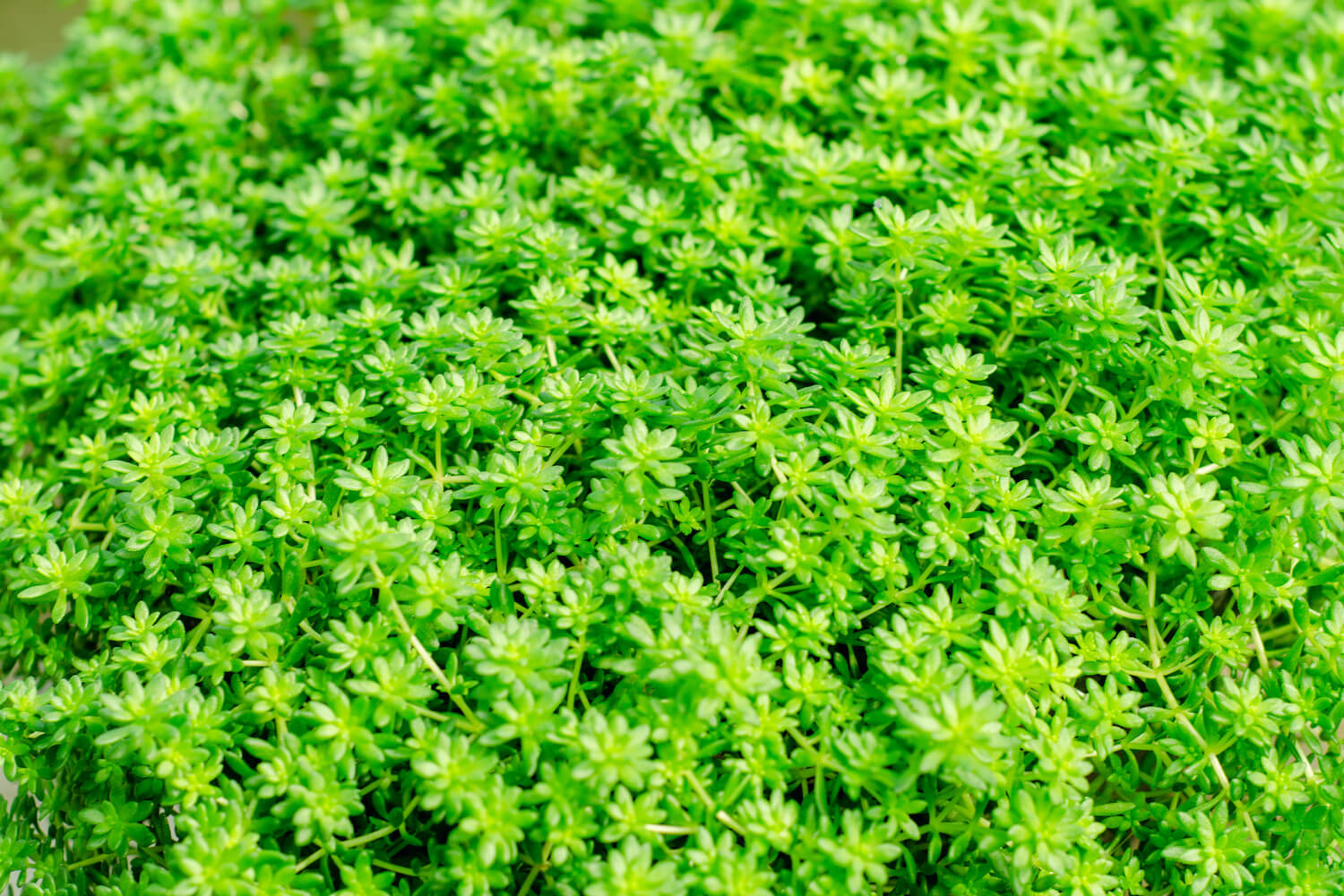 The 20 most beautiful ground cover plants - Plantura