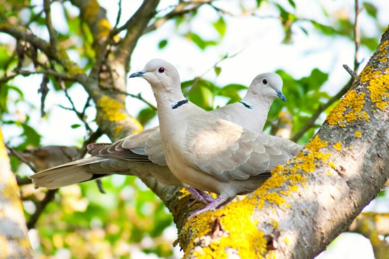 Collared dove: call, eggs & food - Plantura
