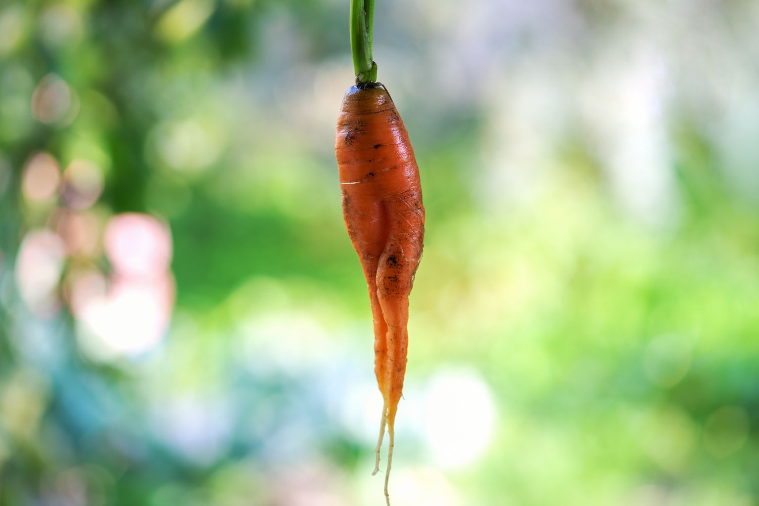 Growing carrots: care, cultivation & more - Plantura