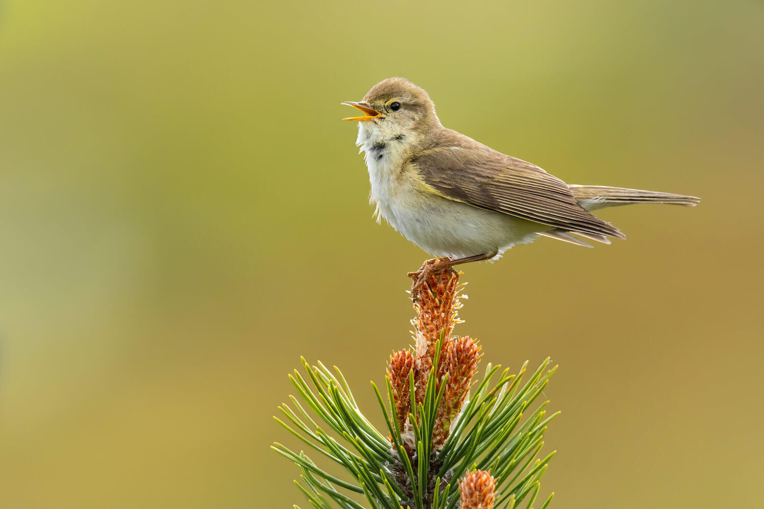 Willow warbler: song, nest & eggs - Plantura