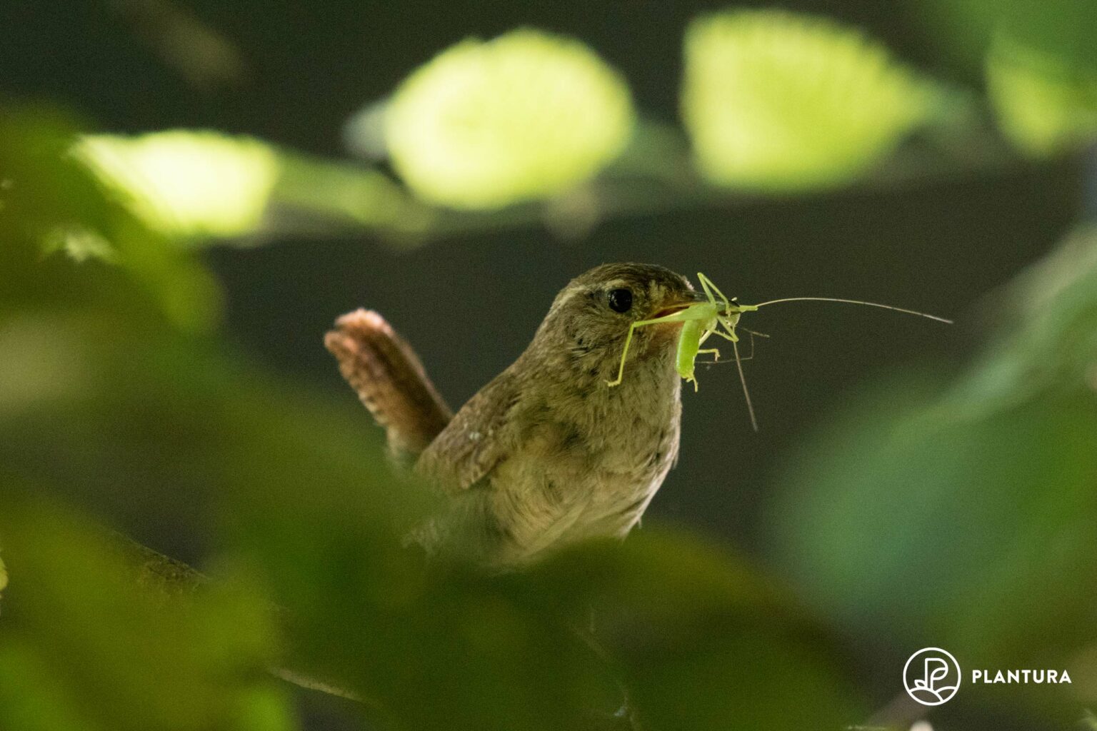 Wren: nest, song & eggs - Plantura