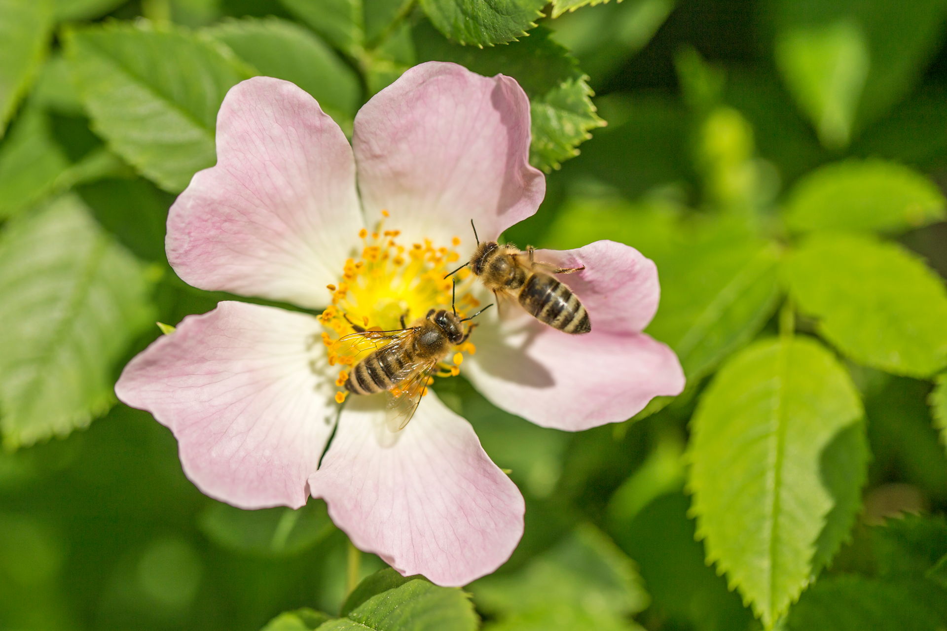 Bee pollination: how does it work? - Plantura