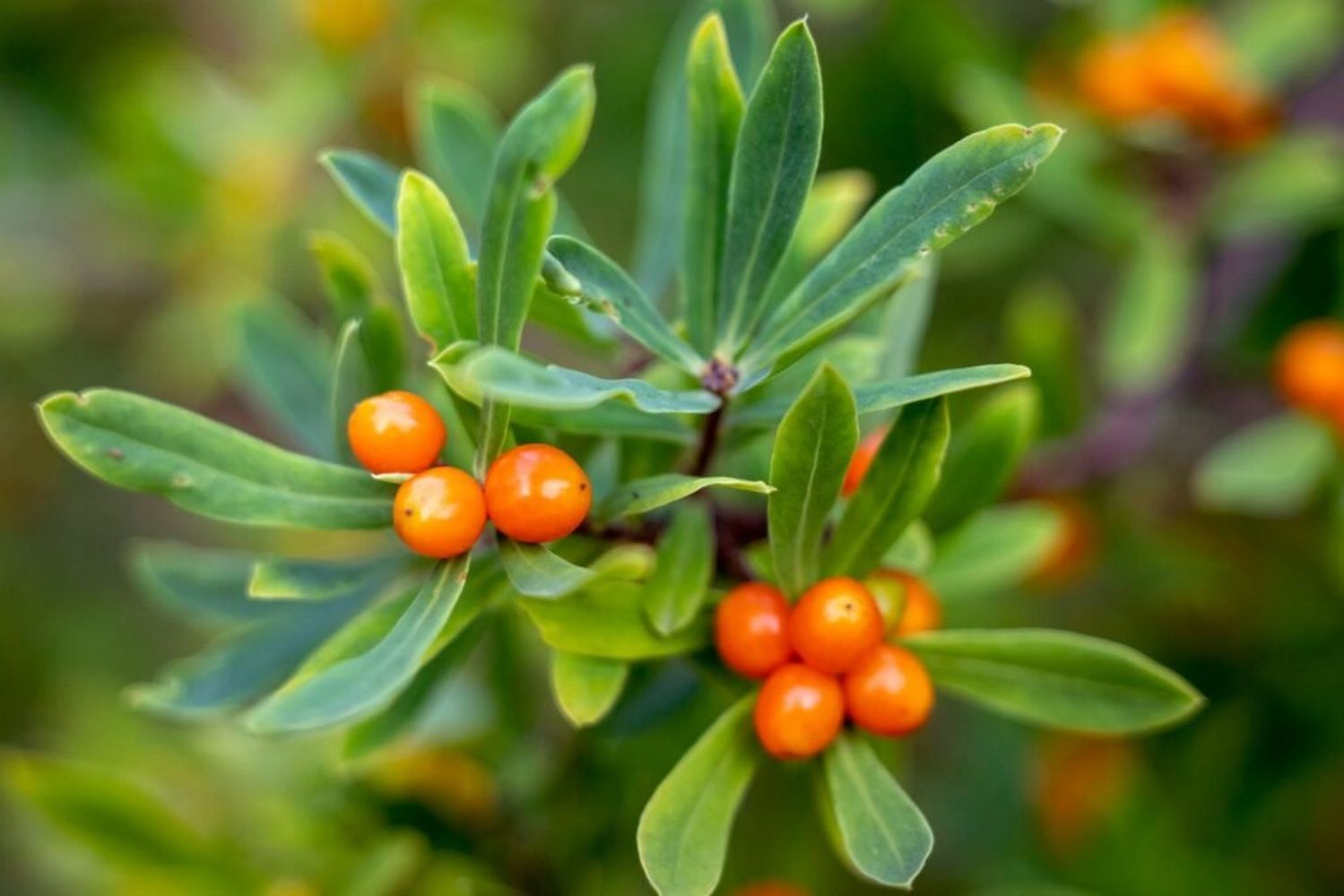 Sea buckthorn: planting, pruning & varieties - Plantura