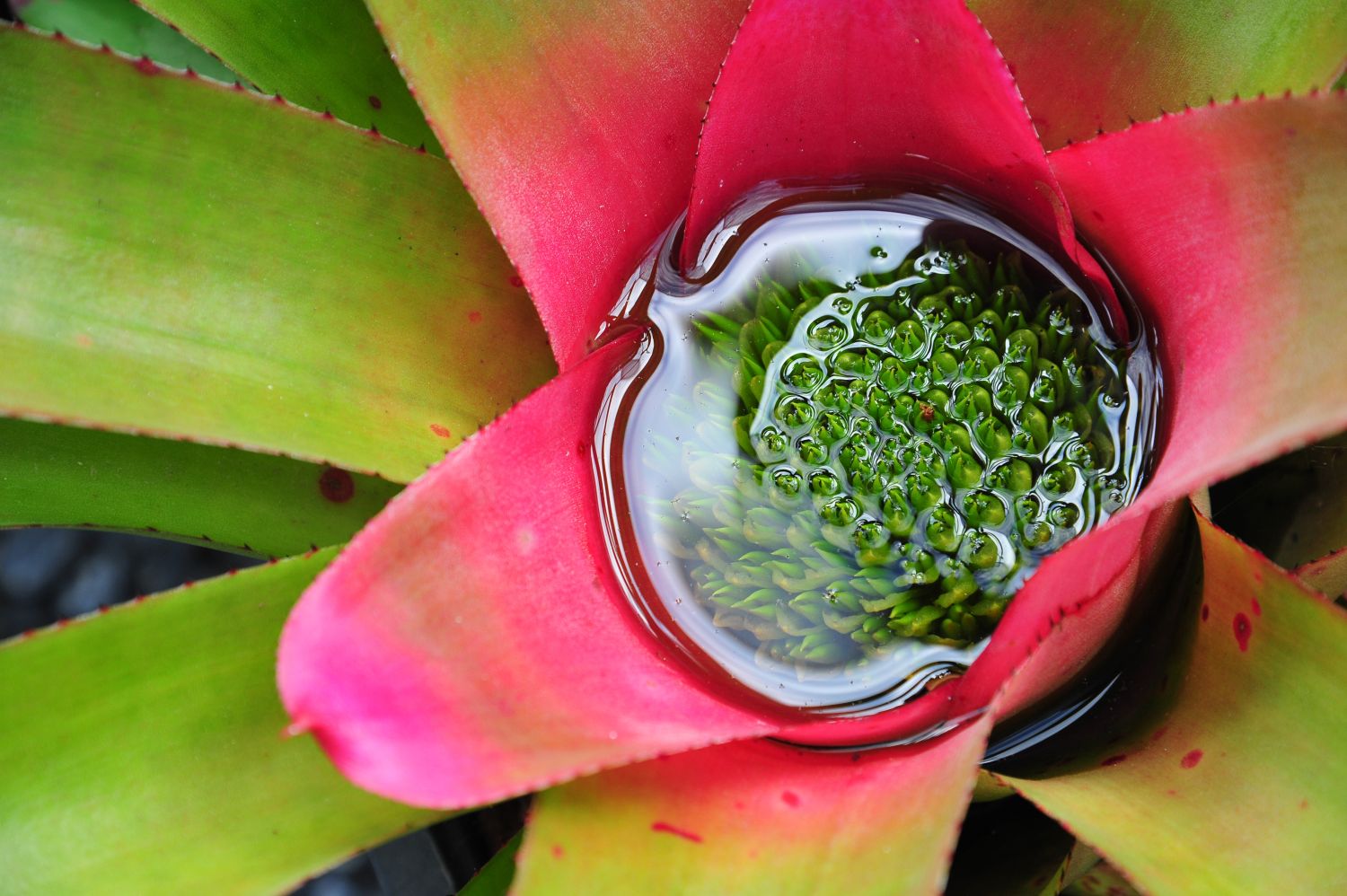 Bromeliad: types, cultivation & care - Plantura