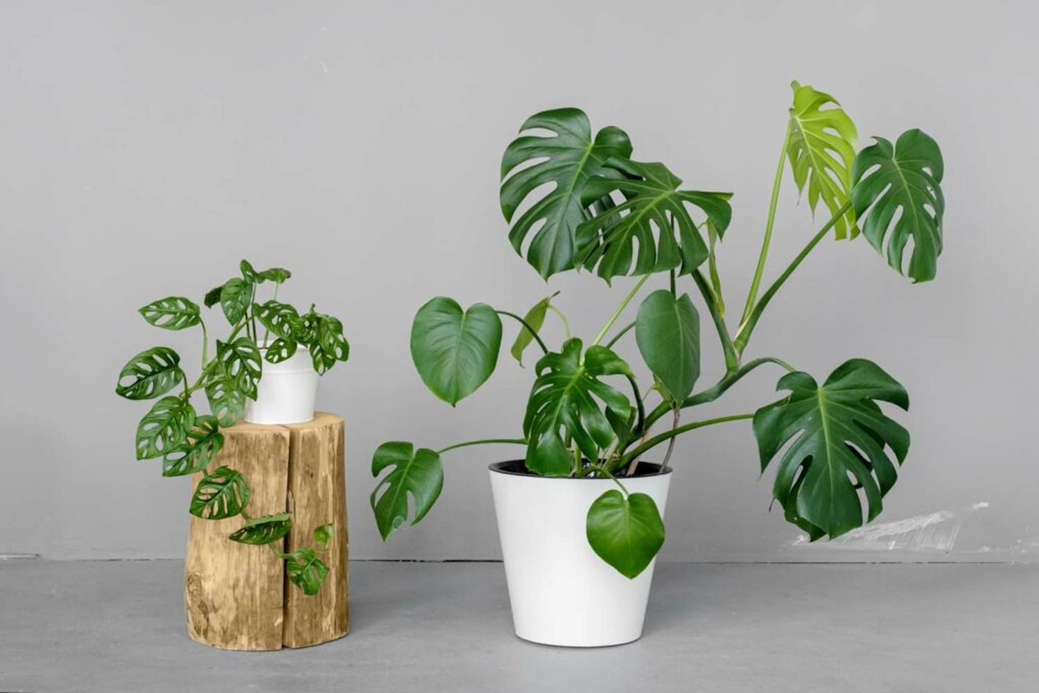 Monstera adansonii: caring & cultivation tips - Plantura