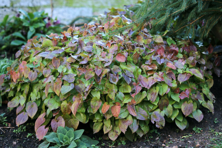 Epimedium: varieties, growing & plant care - Plantura