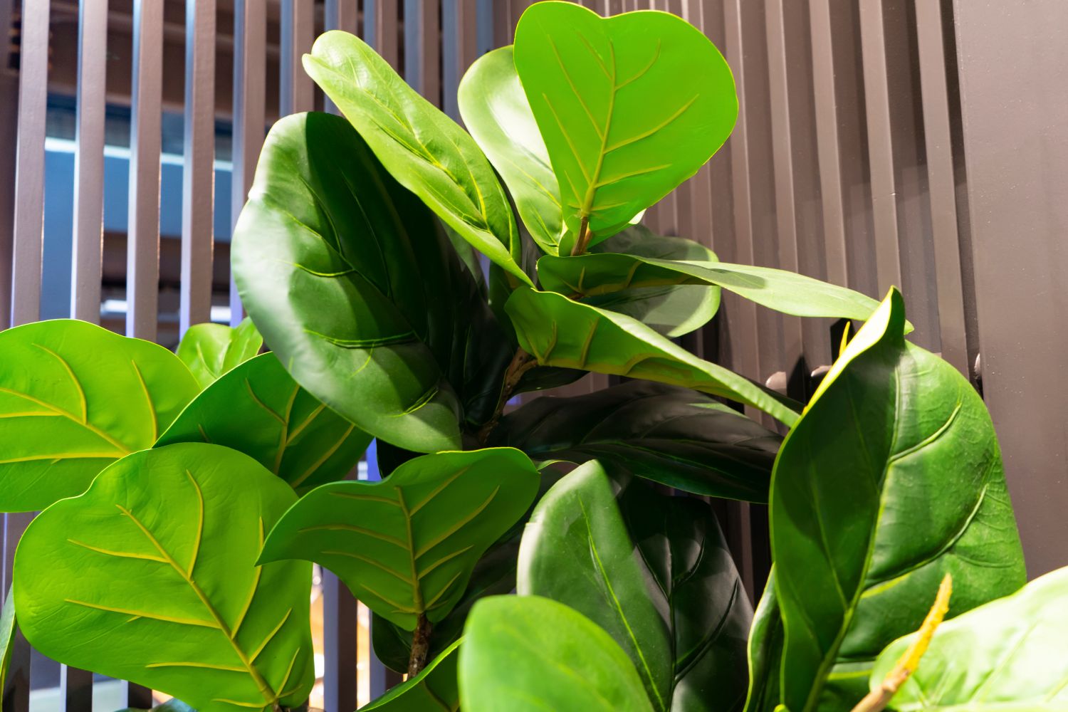 Fiddle-leaf fig: care, location & propagation - Plantura