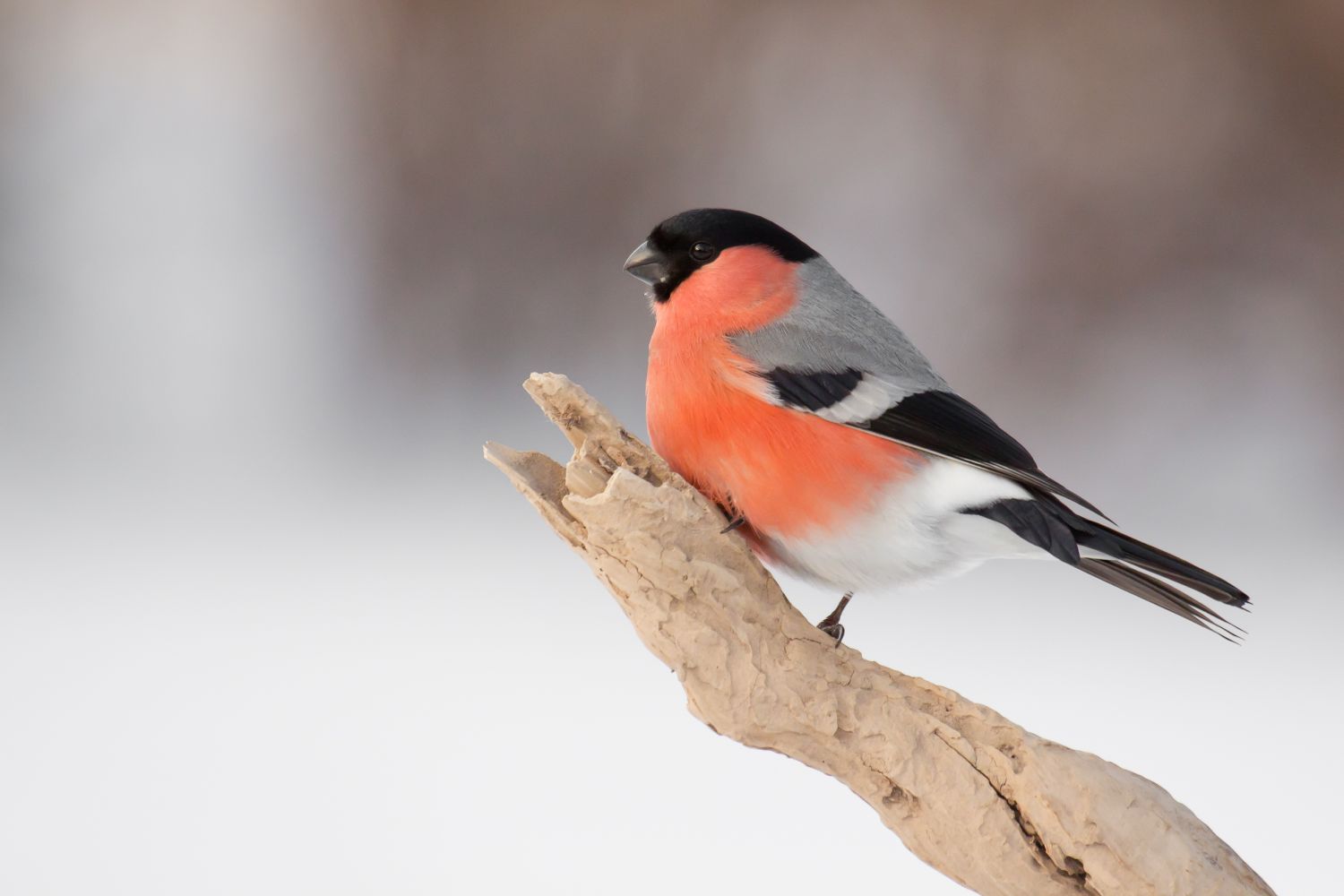 Bullfinch: female, song, nest & more - Plantura