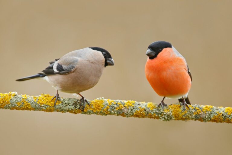 Bullfinch: female, song, nest & more - Plantura