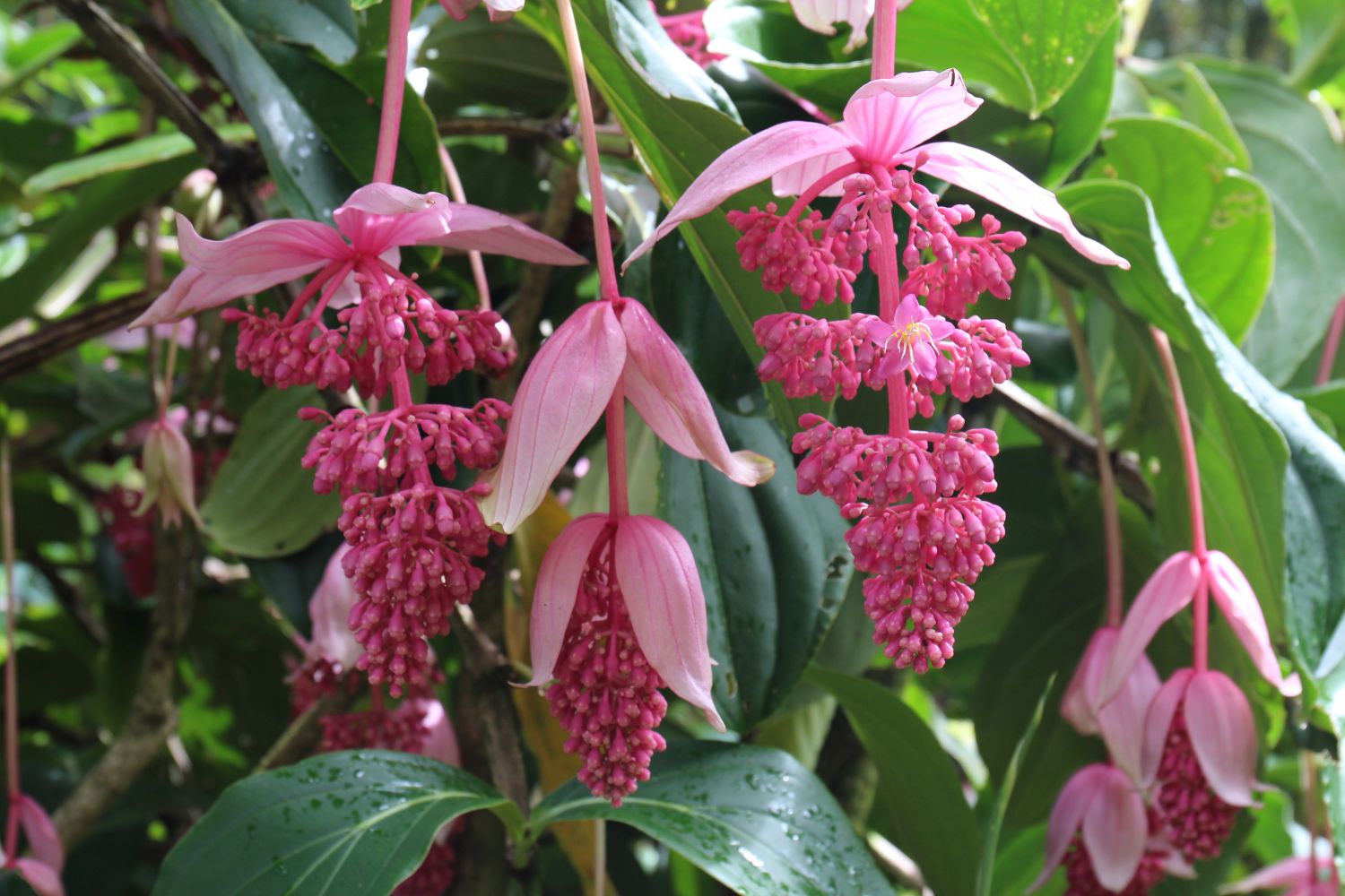 Medinilla magnifica: care & cultivation - Plantura