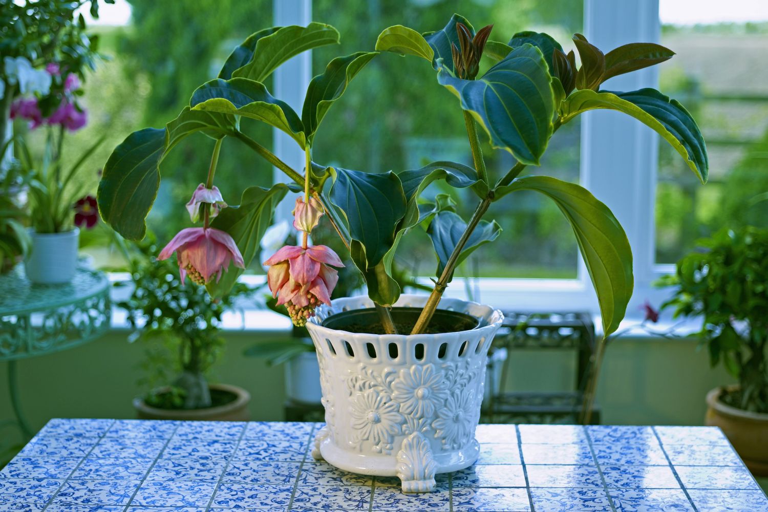 Medinilla magnifica: care & cultivation - Plantura