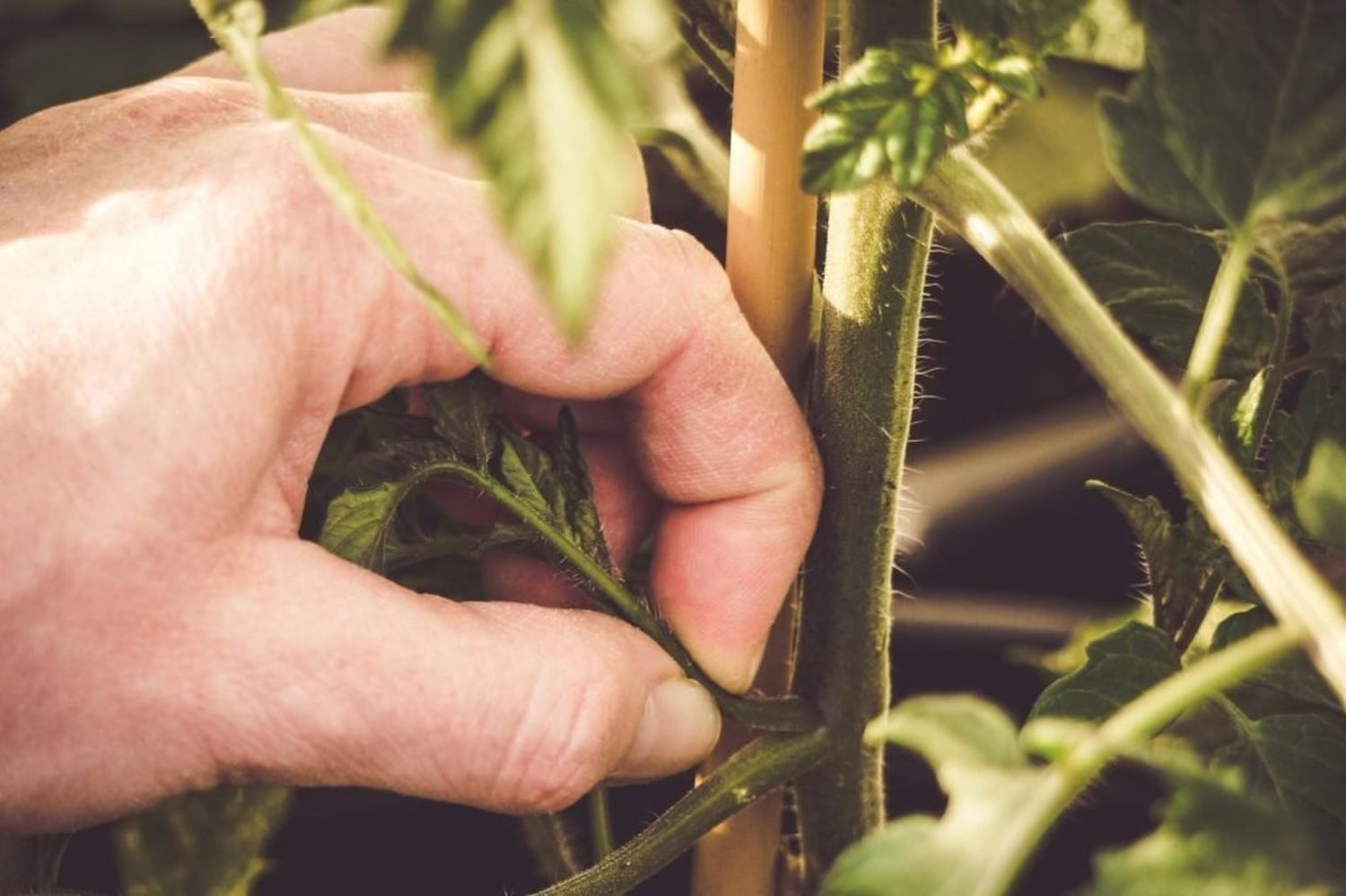 Pruning tomato plants: how to remove suckers - Plantura