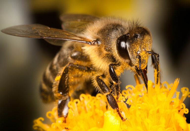Bee pollination: how does it work? - Plantura