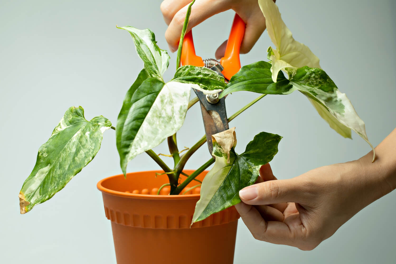 Syngonium: planting, care & propagation - Plantura