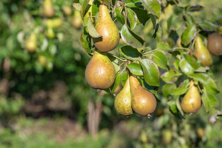 Conference pear: planting, care & harvest - Plantura