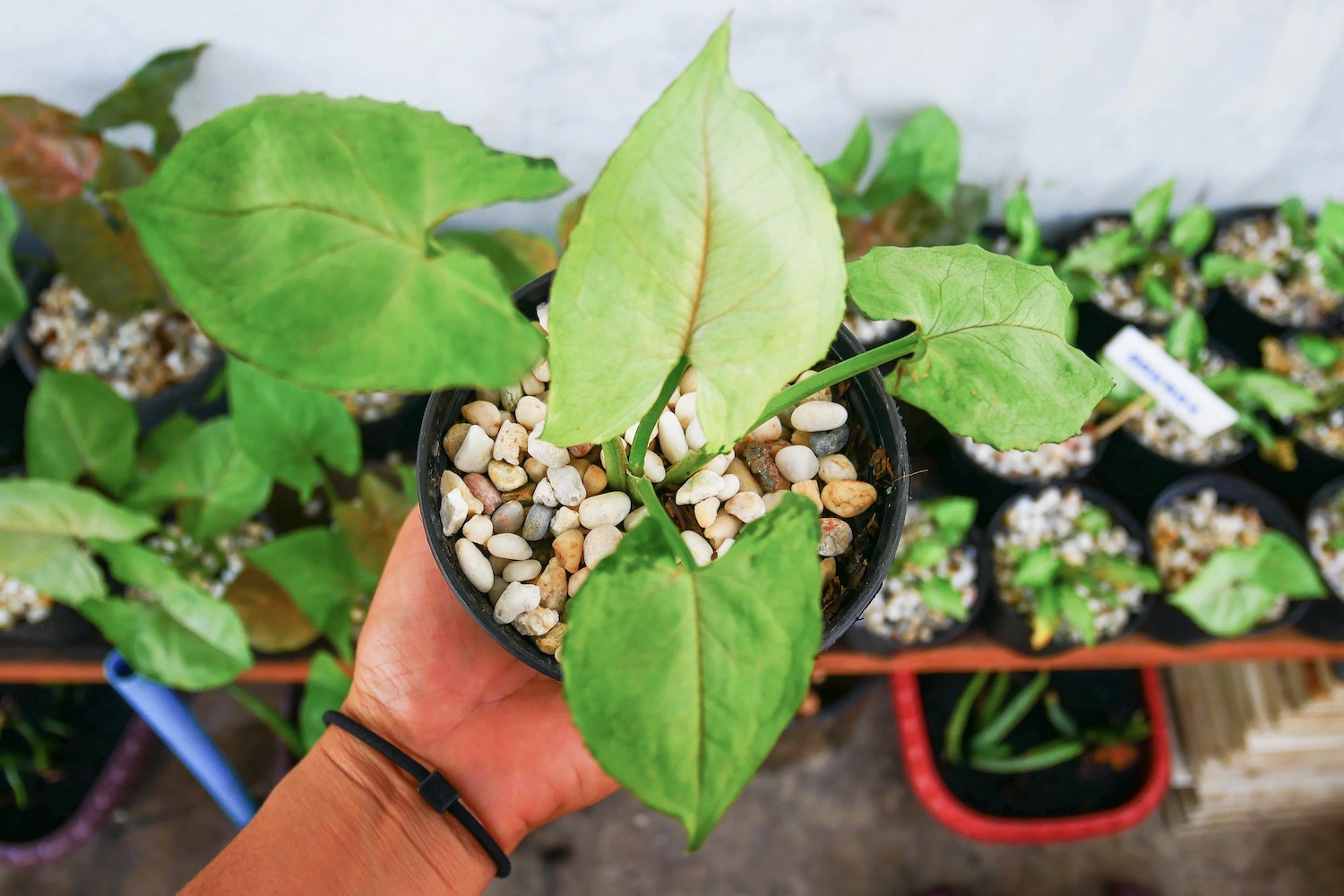 Syngonium: planting, care & propagation - Plantura
