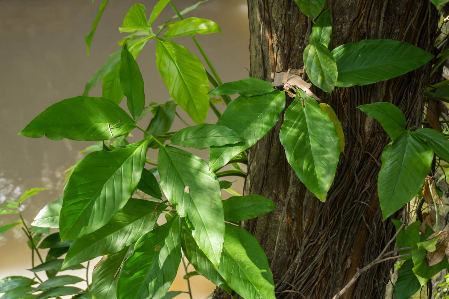 Syngonium: planting, care & propagation - Plantura