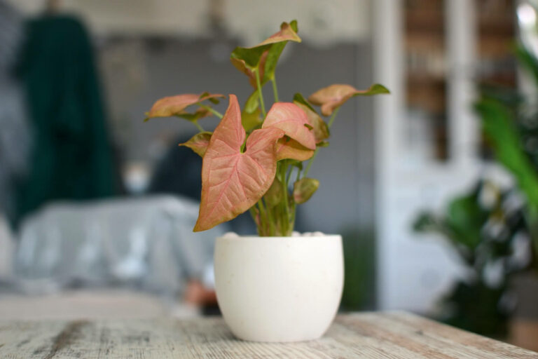 Syngonium: planting, care & propagation - Plantura