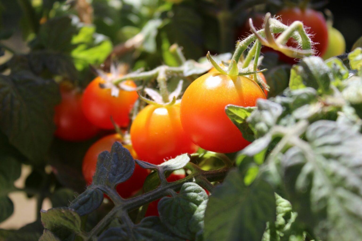 Tiny Tim tomato: growing, pruning & more - Plantura