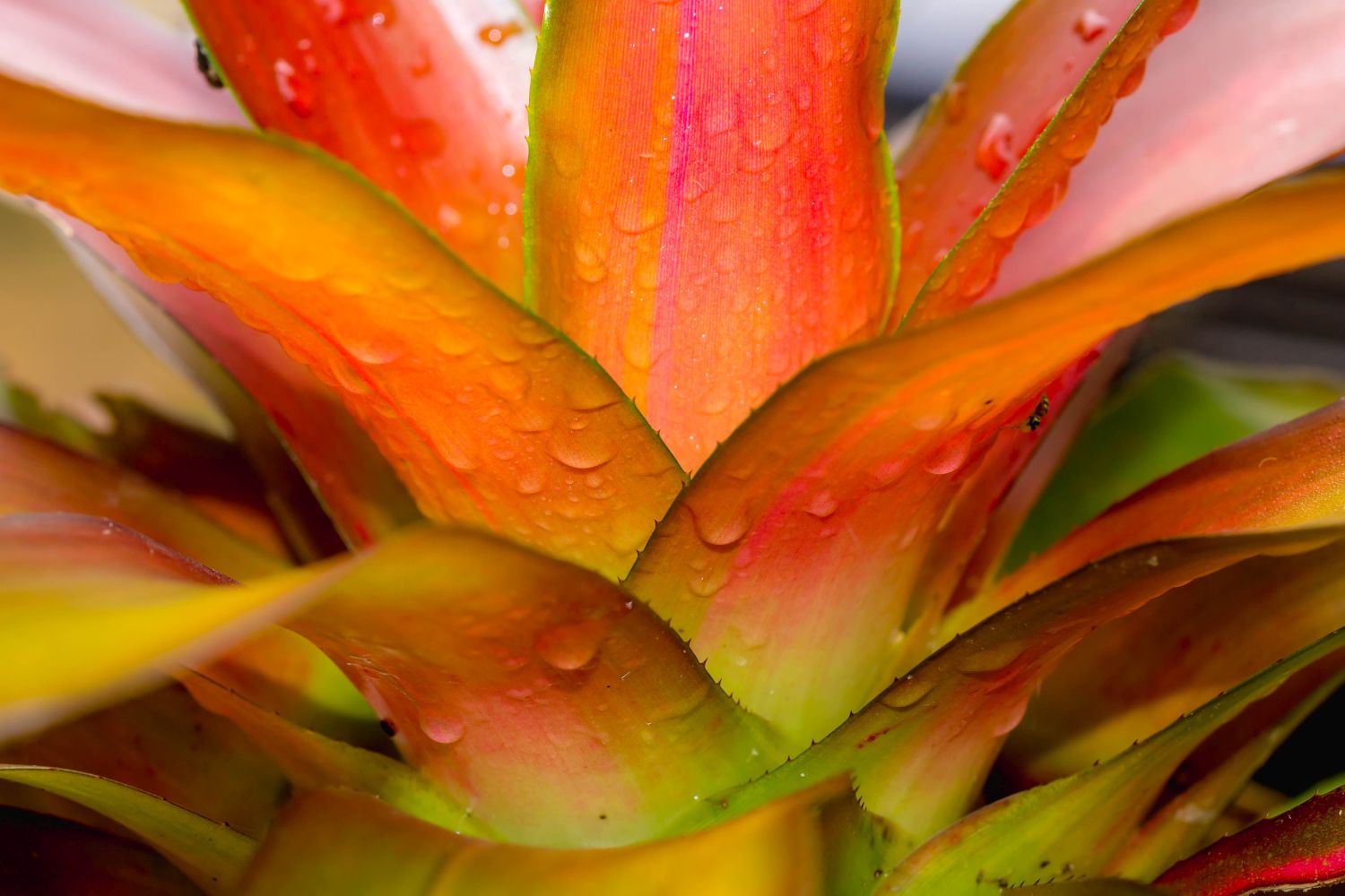 Bromeliad: types, cultivation & care - Plantura