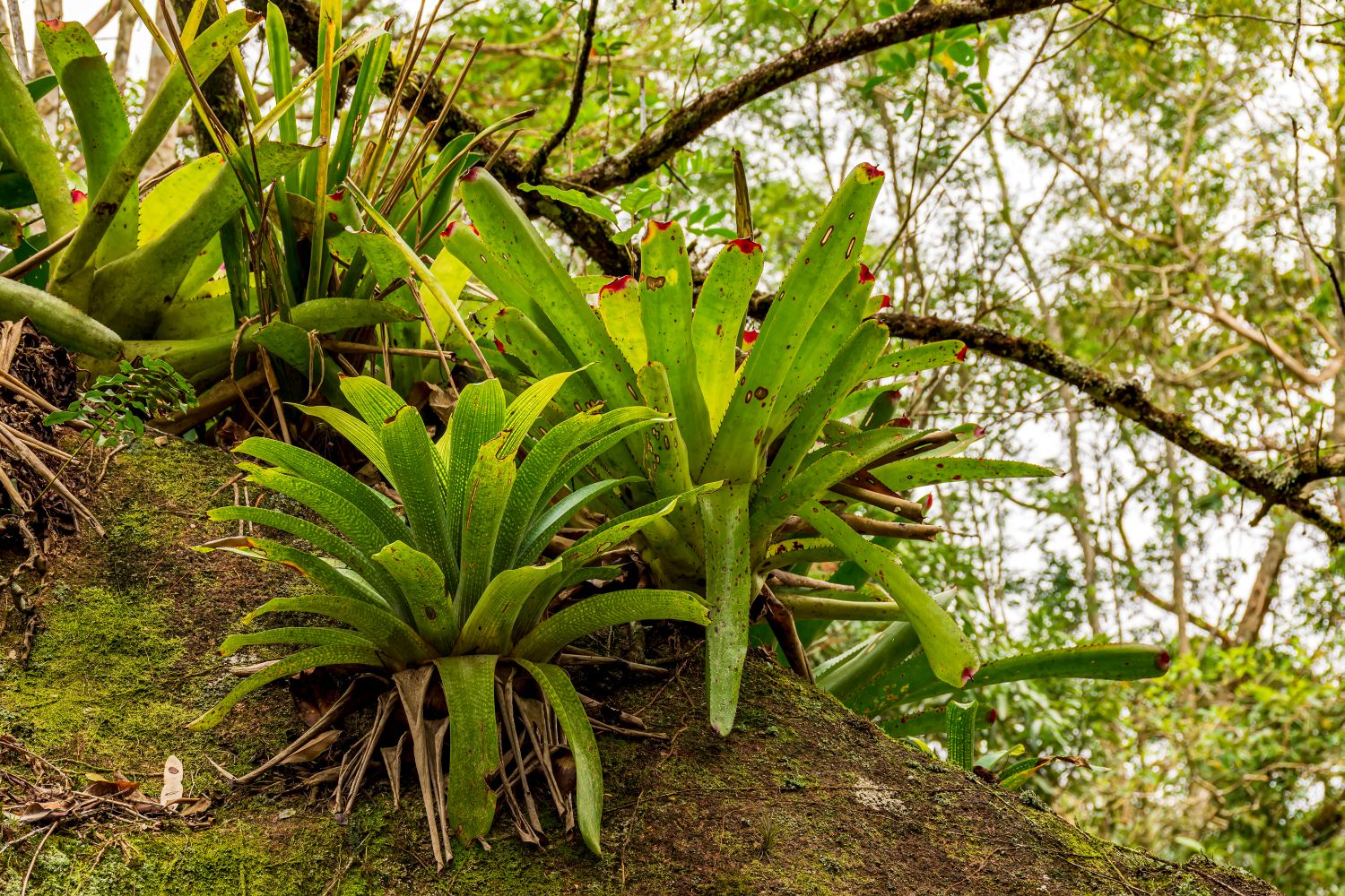 Bromeliad: types, cultivation & care - Plantura