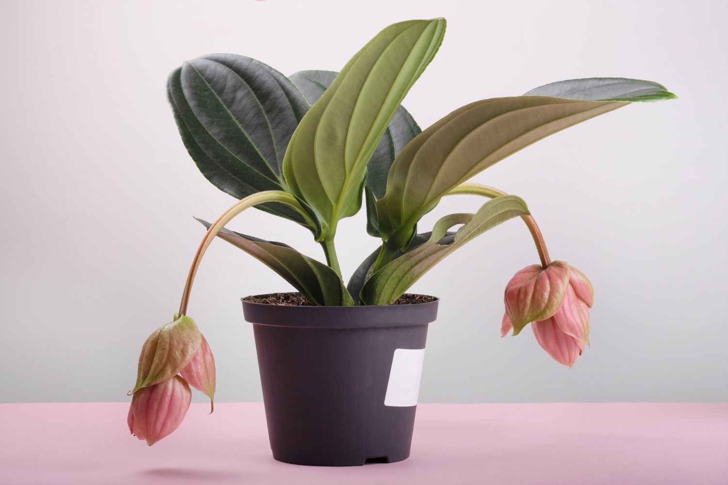 Medinilla magnifica: care & cultivation - Plantura