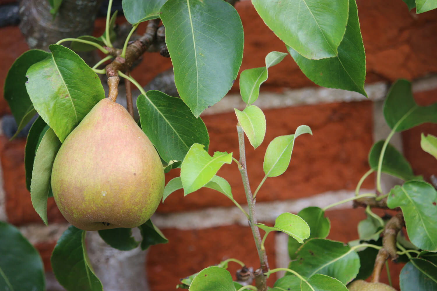 Comice pear: growing, plant care & taste - Plantura