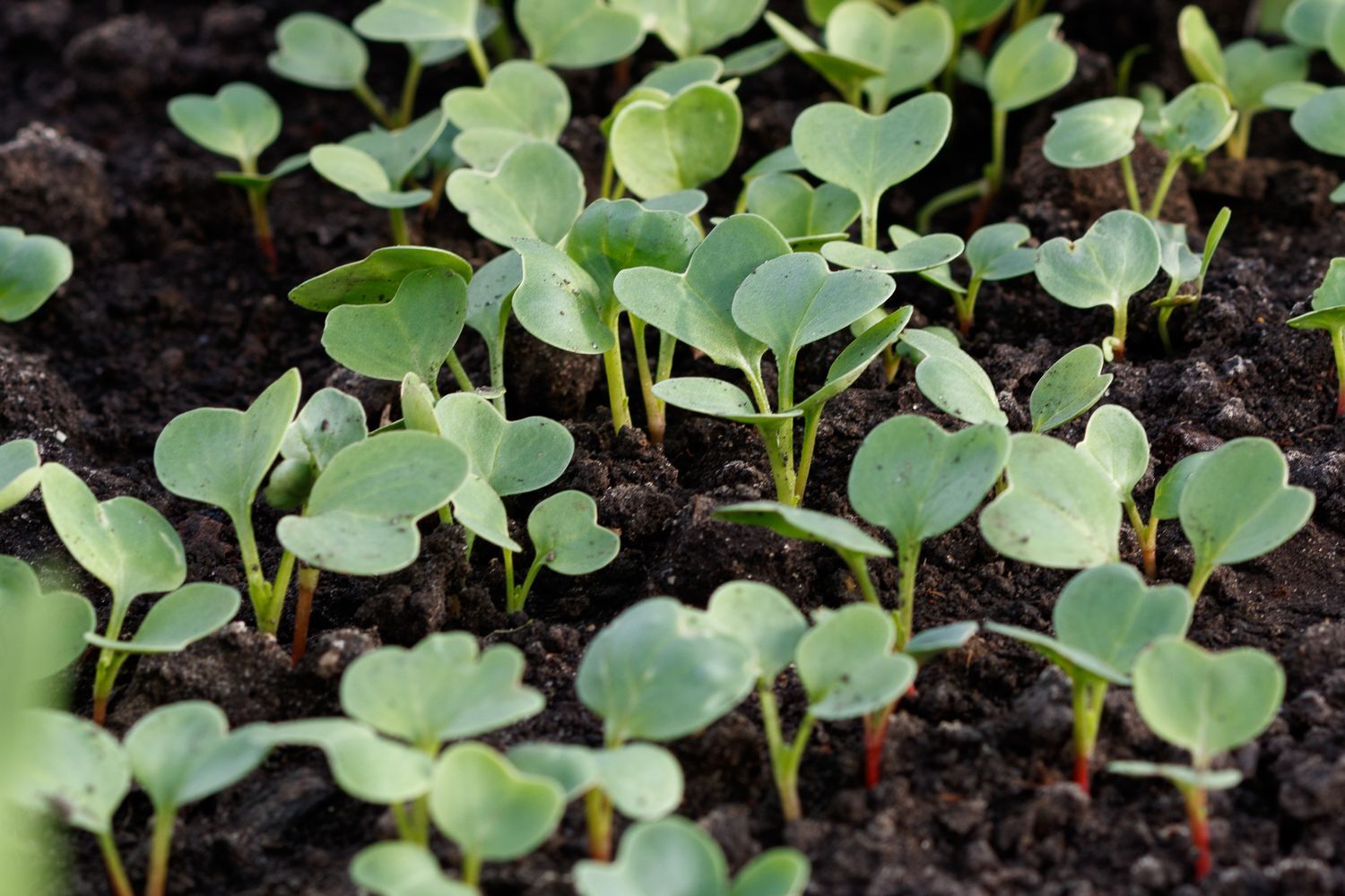 Radish: profile, growing season & care - Plantura