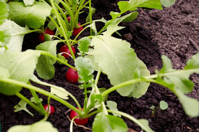 Radish: profile, growing season & care - Plantura