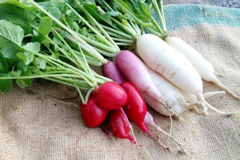 Radish: profile, growing season & care - Plantura