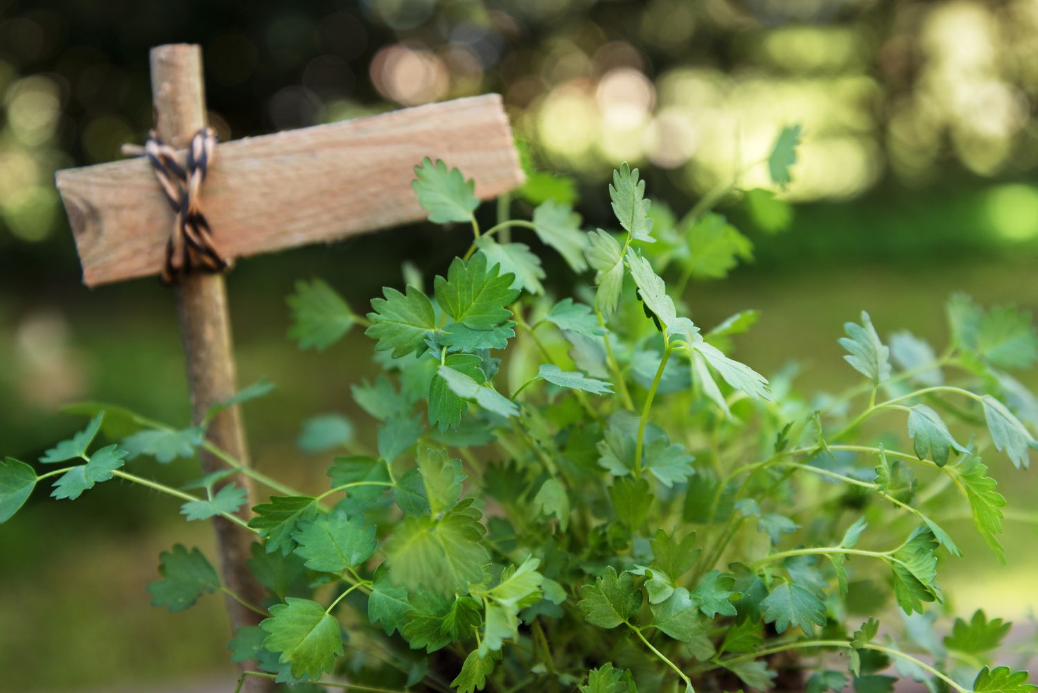 Salad burnet: location, harvest & use - Plantura