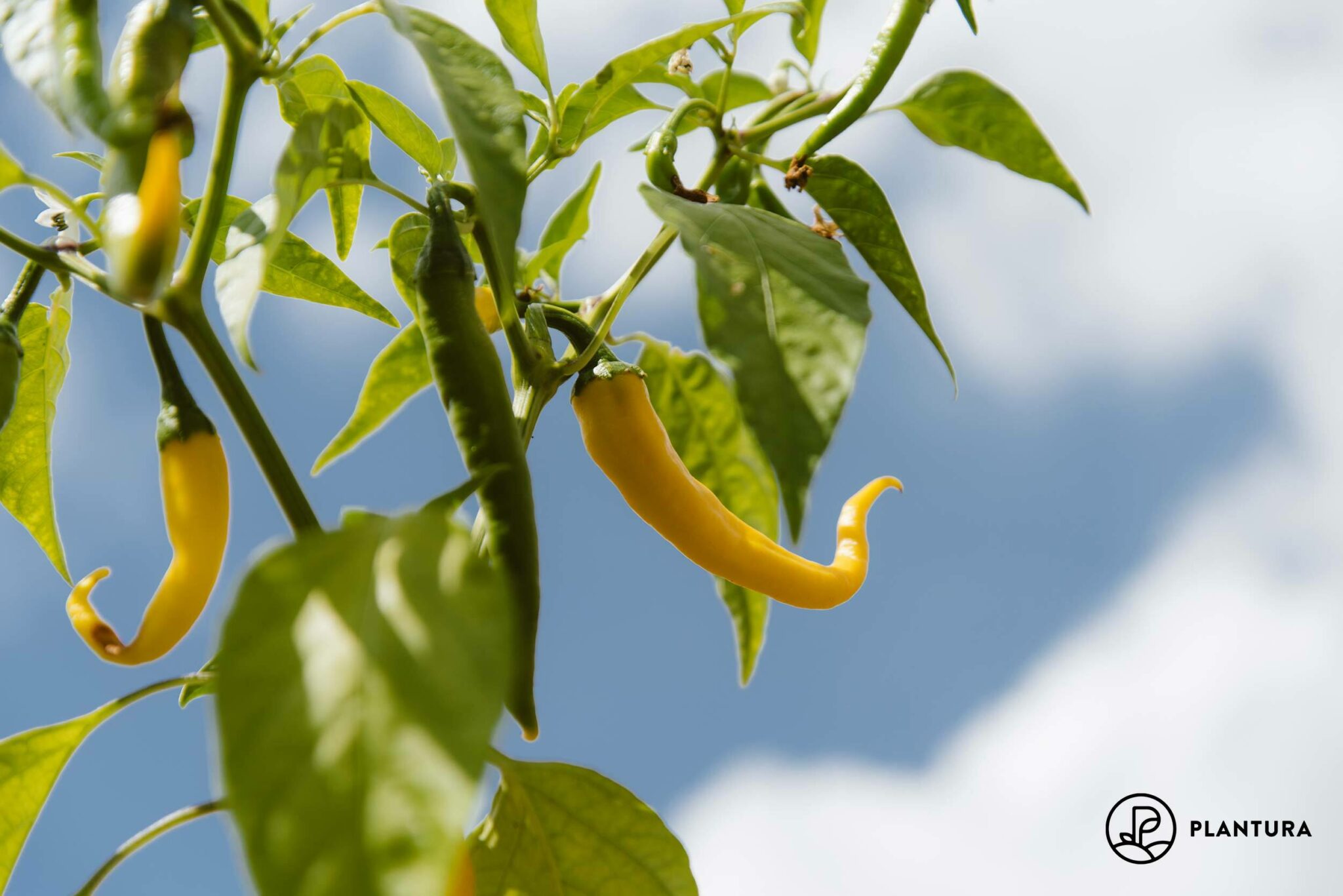 Pruning pepper plants: benefits & how to do it - Plantura