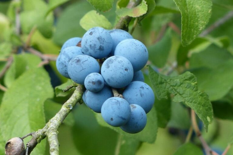Sloes: planting, propagating & pruning blackthorn - Plantura