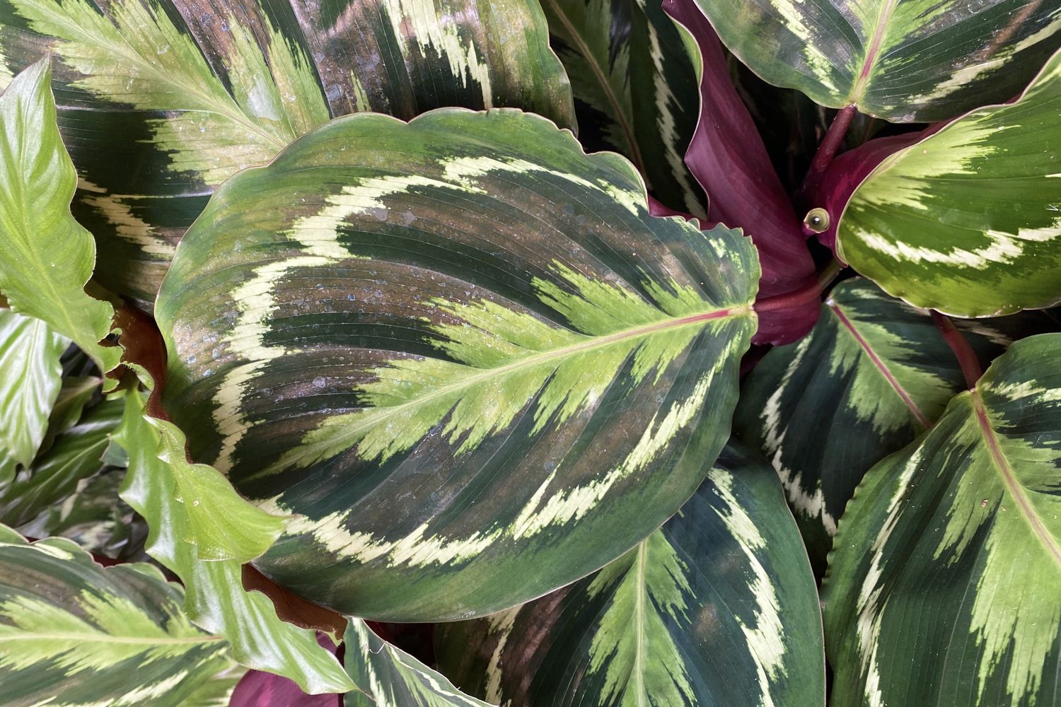 Calathea types: the most beautiful prayer plants - Plantura