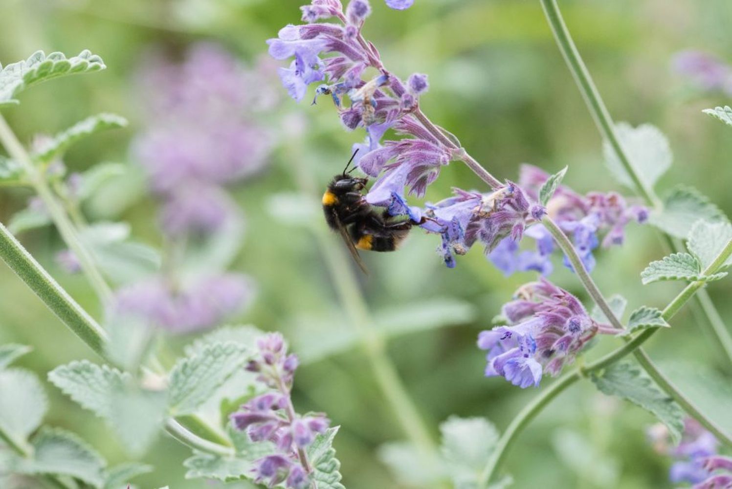 Bee-friendly perennials for the garden - Plantura