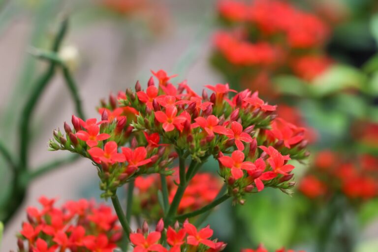 Flaming Katy: growing, pruning & propagating - Plantura