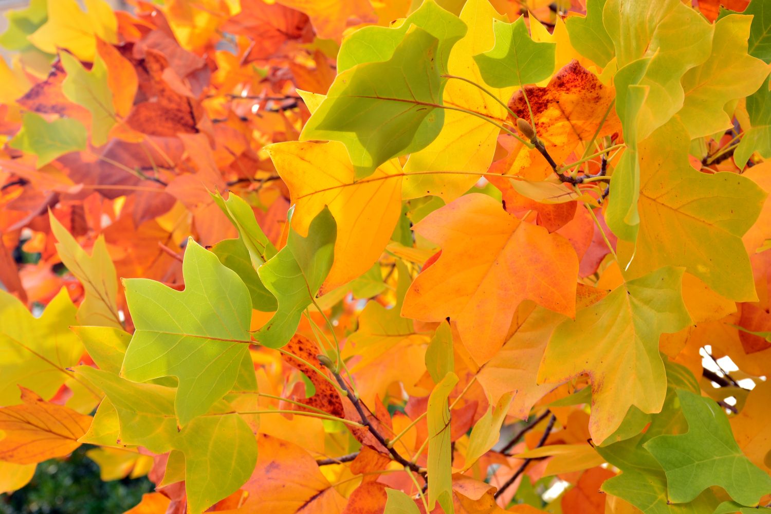 Tulip trees: grow, prune & nurture - Plantura