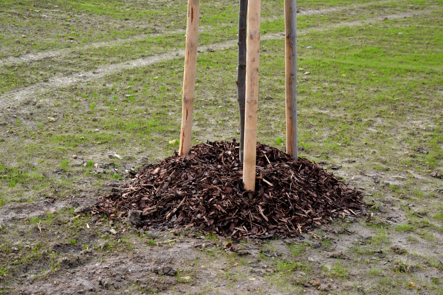 Linden tree: tips for growing & caring - Plantura