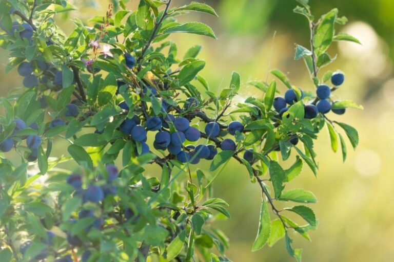 Sloes: planting, propagating & pruning blackthorn - Plantura