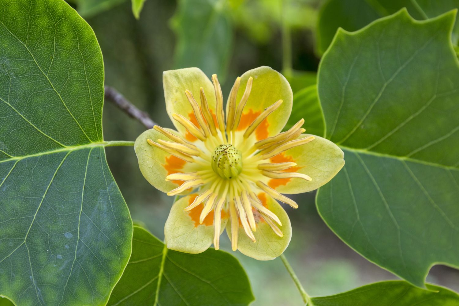 Tulip trees: grow, prune & nurture - Plantura