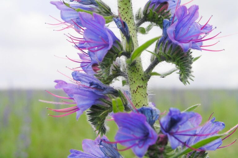 Common viper's bugloss: native wildflower - Plantura