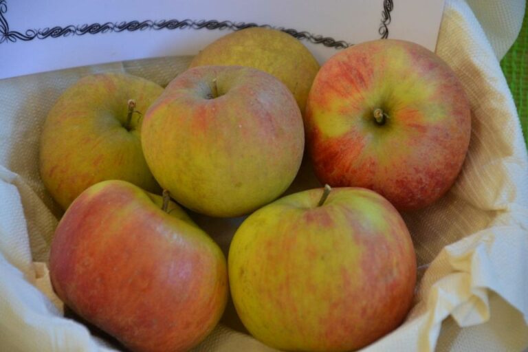 Ribston Pippin apple: taste, growing & harvest - Plantura