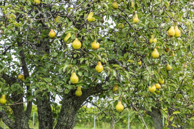 Bosc pear: an introduction to the pear variety - Plantura