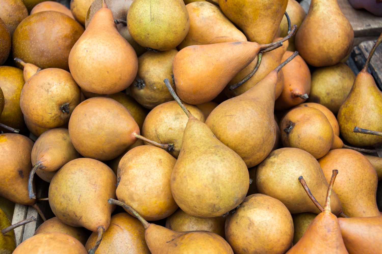 Bosc pear: an introduction to the pear variety - Plantura